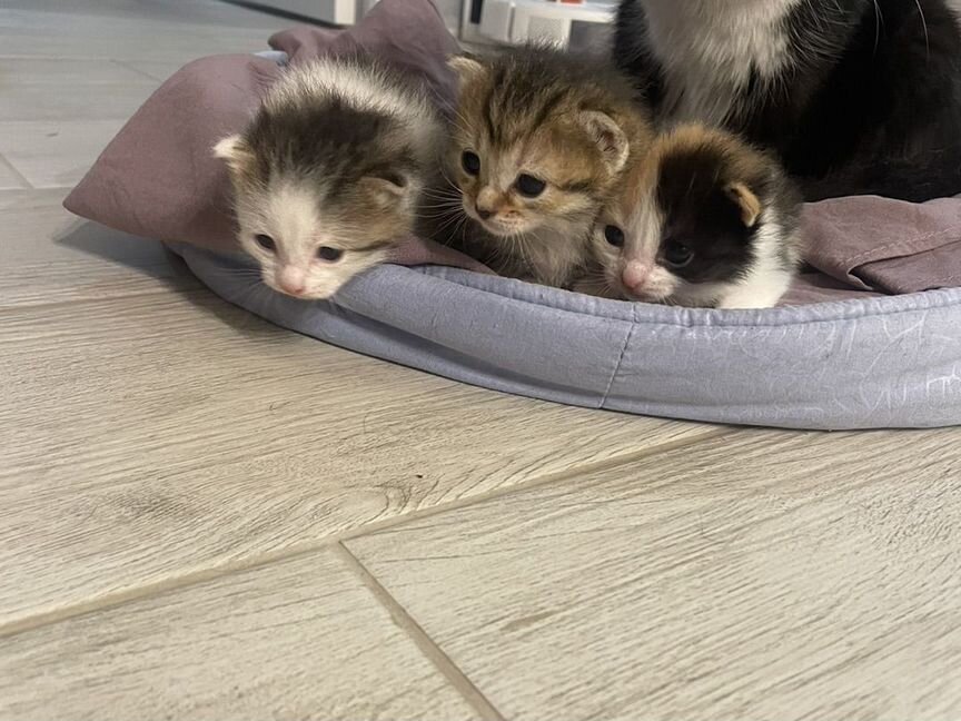 Котята в добрые руки бесплатно