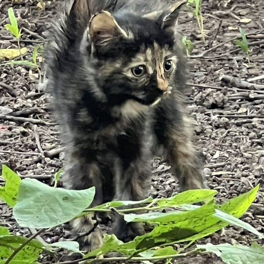Котенок в добрые руки