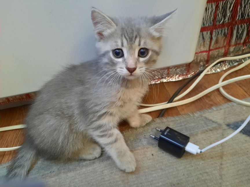 Кошка в дар