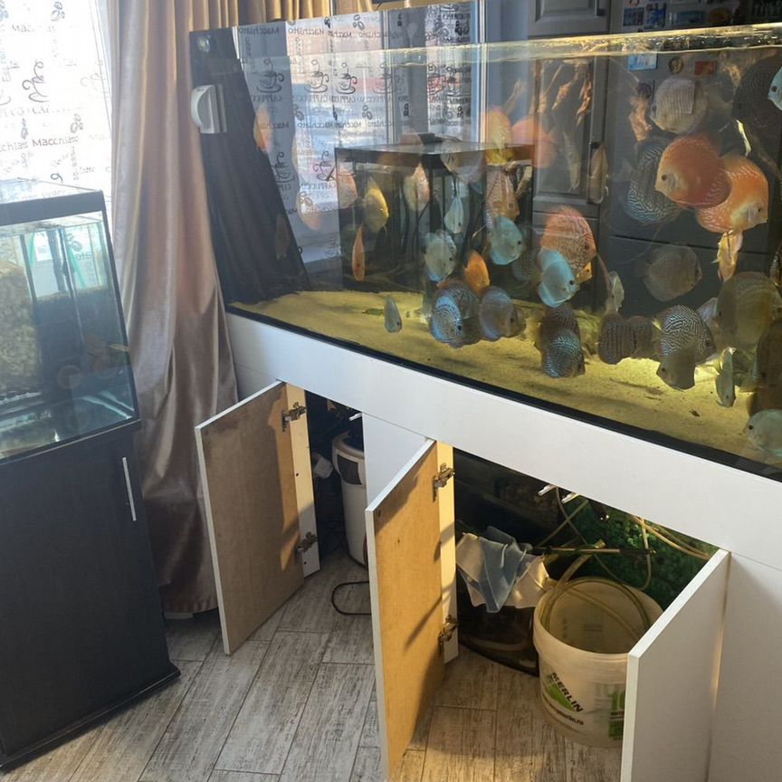 Аквариум с дискусами