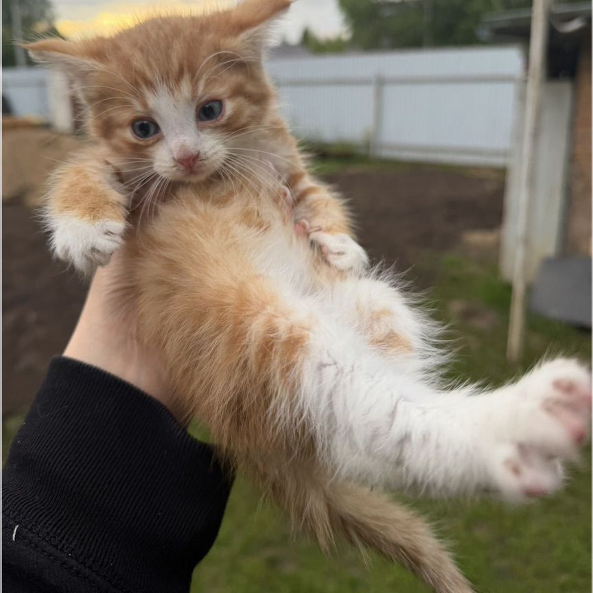 Котёнок от частного владельца