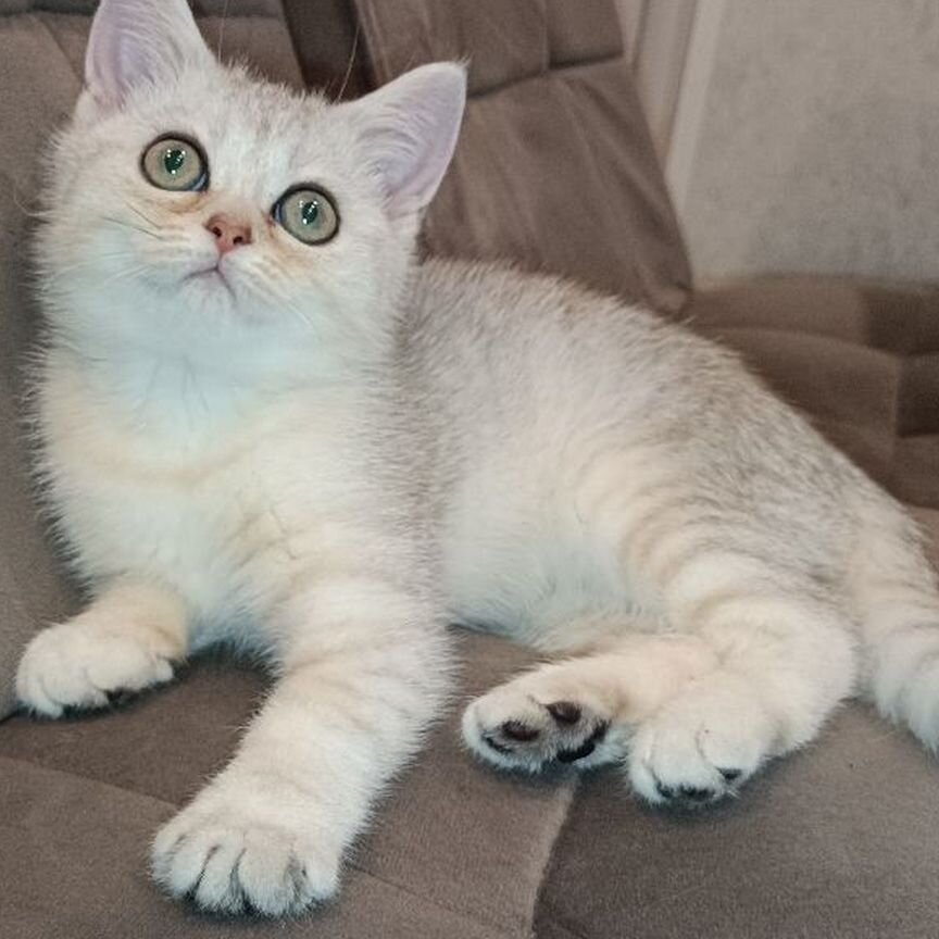 Русский голубой котёнок