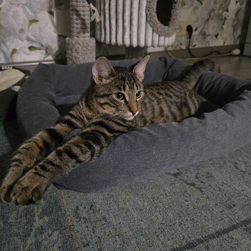 Домик для кошки с когтеточкой бу