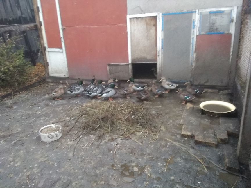 Продам диких уток