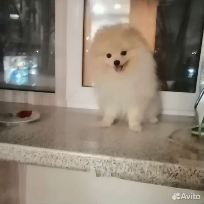 Немецкий шпиц мини