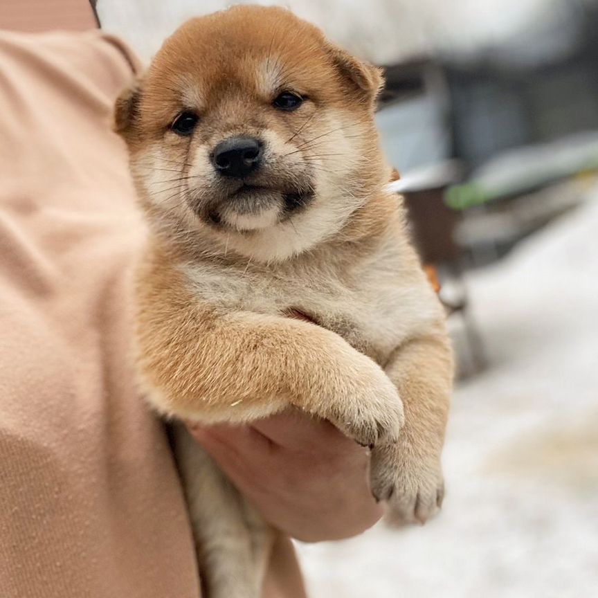 Собаки сиба ину щенки