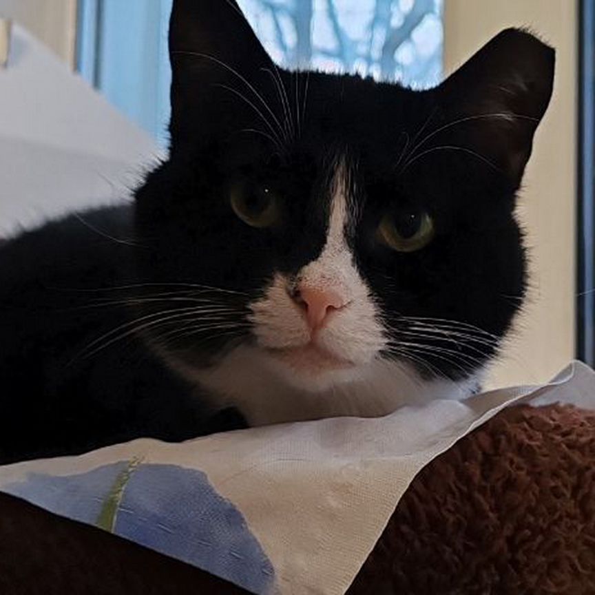 Европейская короткошёрстная, взрослая кошка