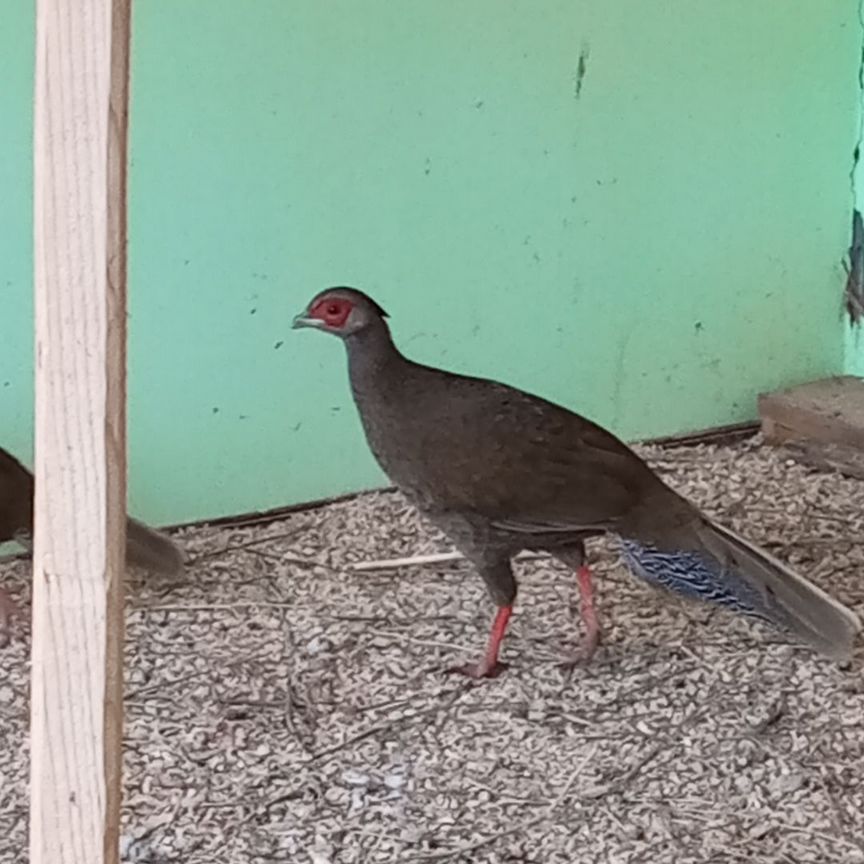 Самка серебряного фазана