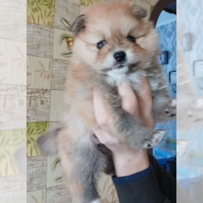 Собаки