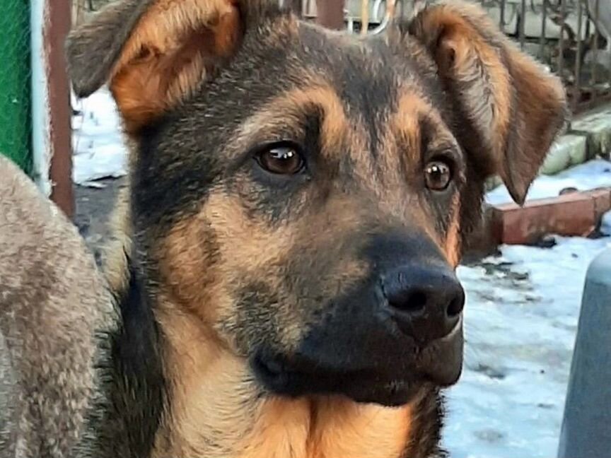 Ханни, спасена от жестоких хозяев