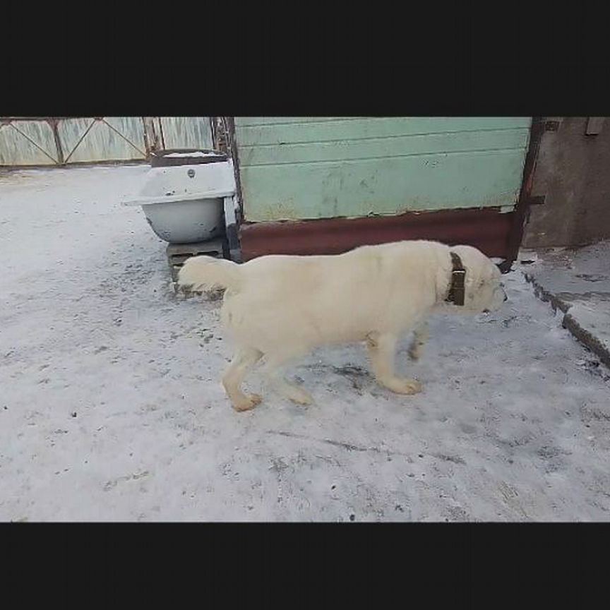 Среднеазиатская овчарка, вязка