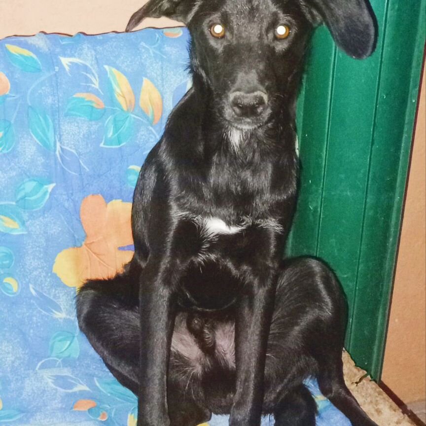 Щенок-подросток в добрые руки