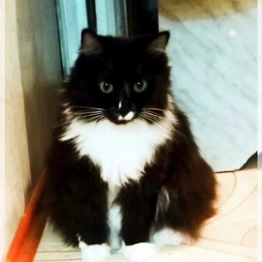 Кот
