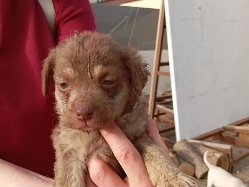 Щенки маленькие от небольшой собачки
