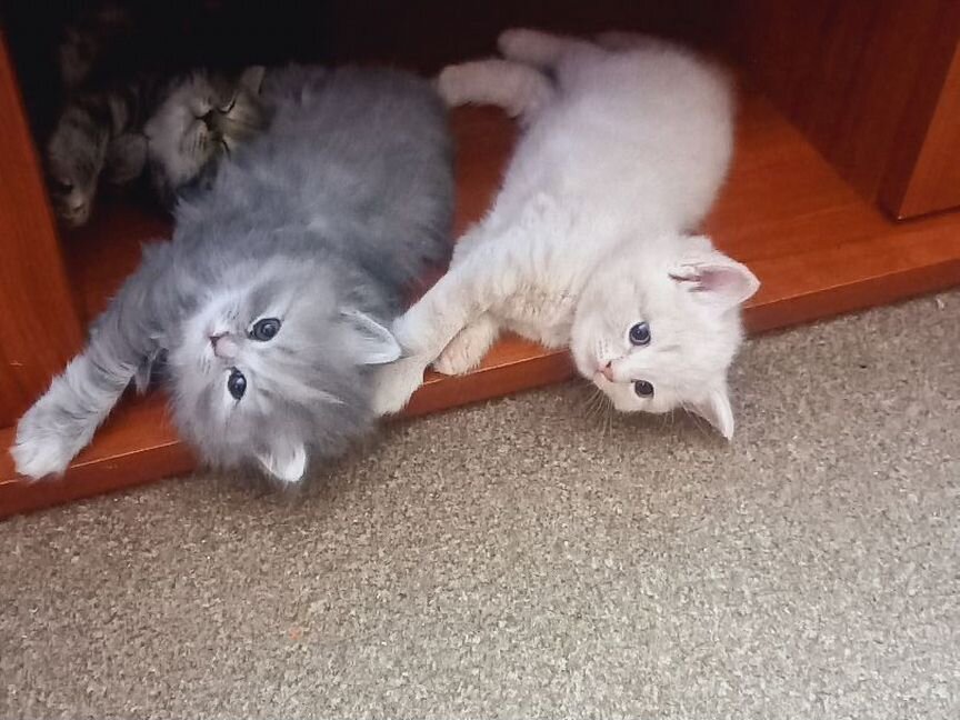 Шотландская кошка