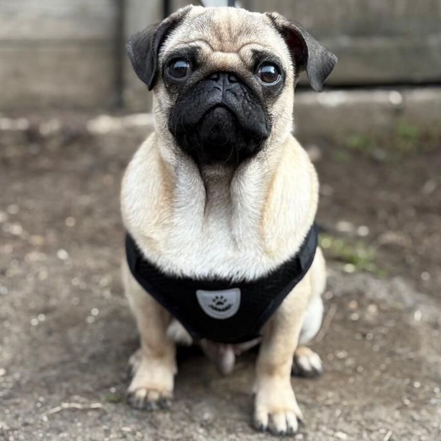 Мопс, щенок