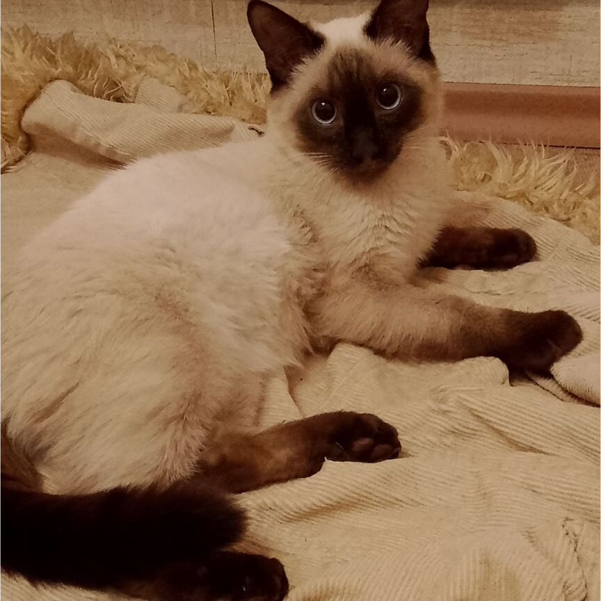 Сиамский котёнок