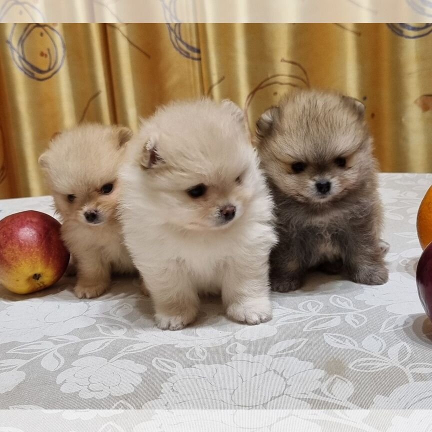 Померанский шпиц, щенок