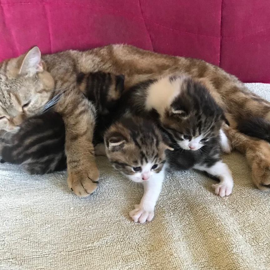 Шотландские котятки