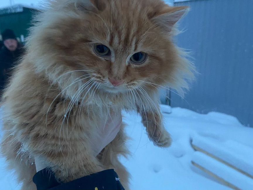 Замерзают кошки и котята нужна помощь