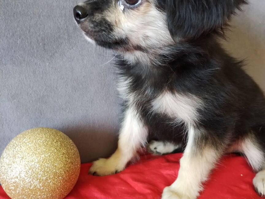 Чихуахуа щеночки