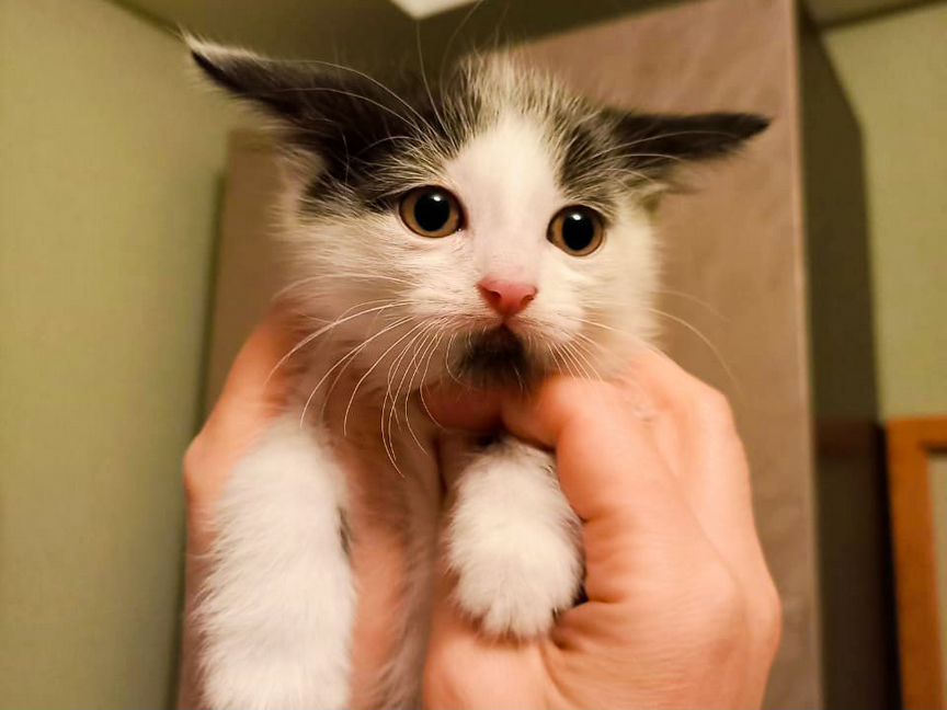 Котик