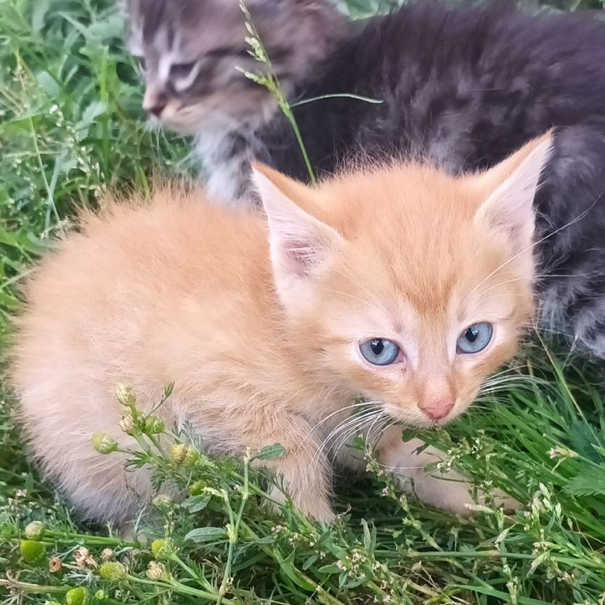 Отдам в добрые руки котика
