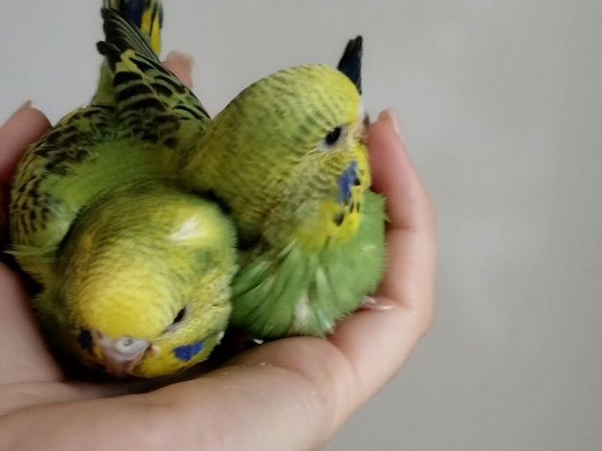 Волнистый попугай малыши