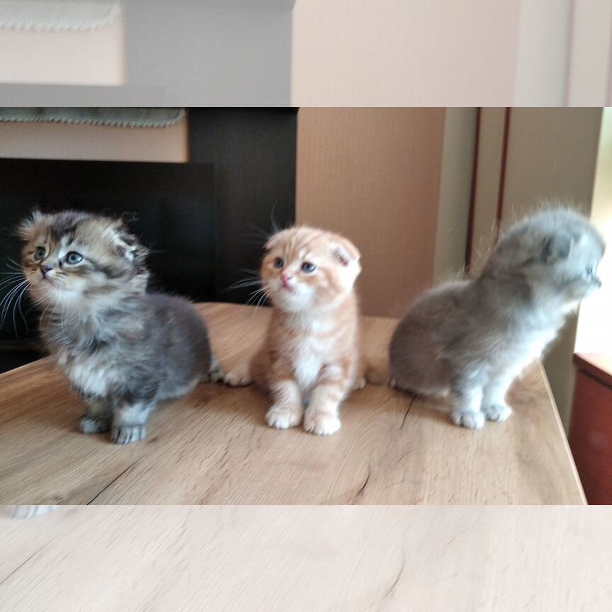 Офелия, Самсон и Жозефина ищут новых хозяев