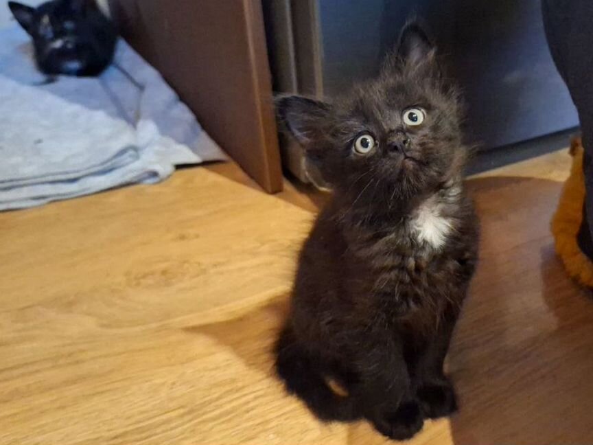 Котята бесплатно