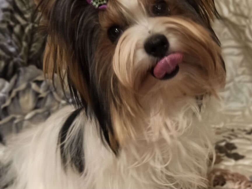 Красотка Бивер