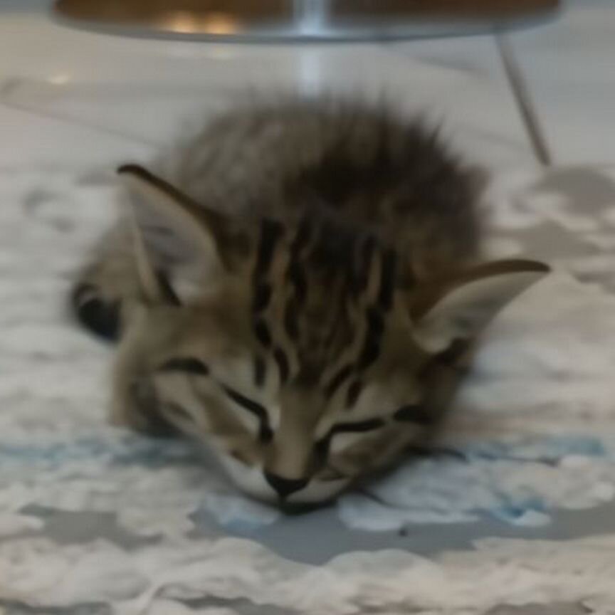 Шотландский вислоухий длинношёрстный котёнок