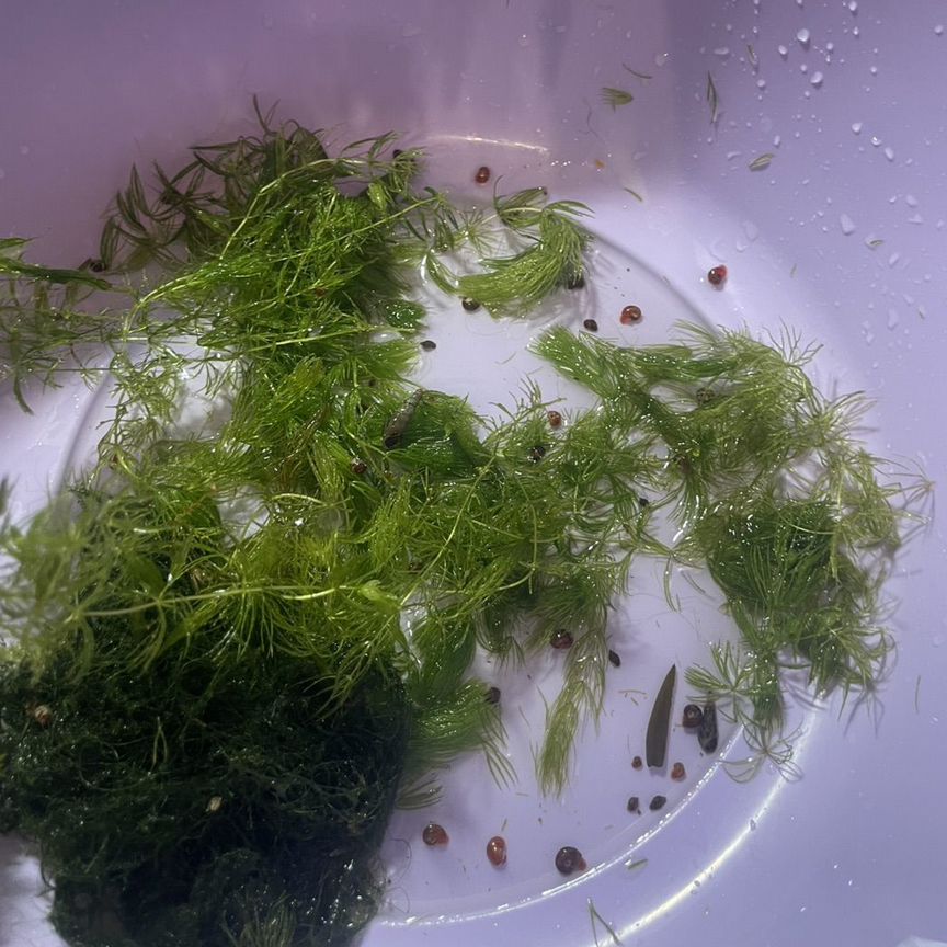 Отдам роголистник с улитками