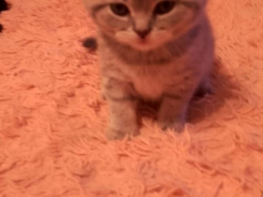 Кошка