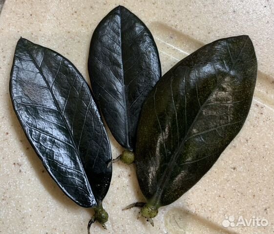 Замиокулькас черный(Black Raven) купить в Москве | Товары для дома и ...