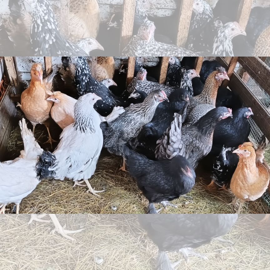 Куры молодки