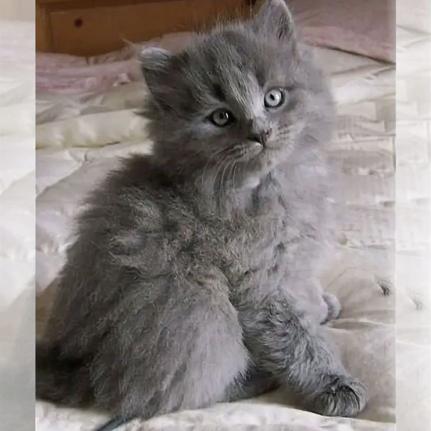 Голубые плюшки