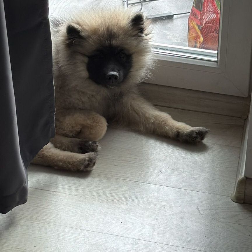 Щенок вольфшпиц