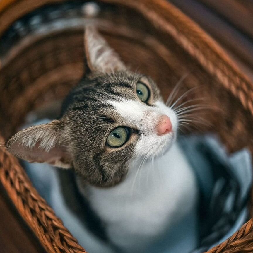 Кот (2года) бесплатно