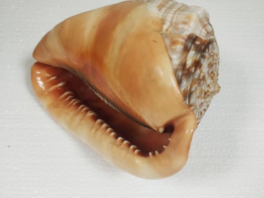 Ракушка морская большая Ципрея