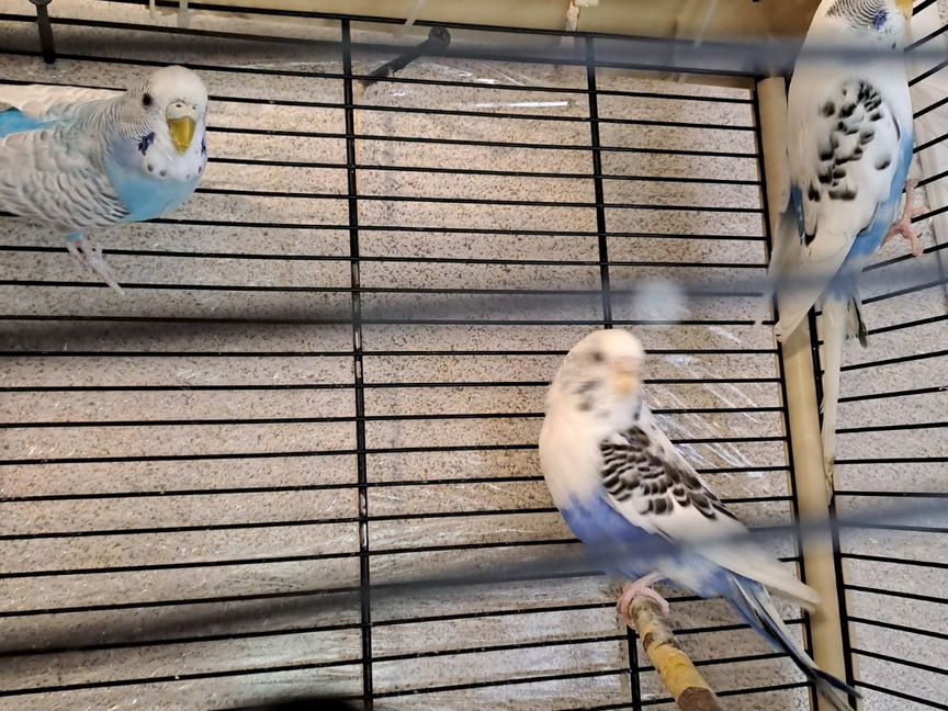 Волнистый попугай