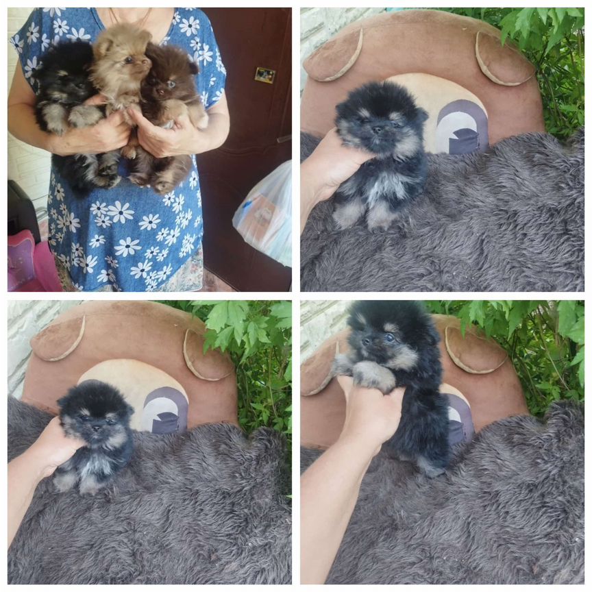 Шпицы мальчики и девочки. Доставка из Челябинска