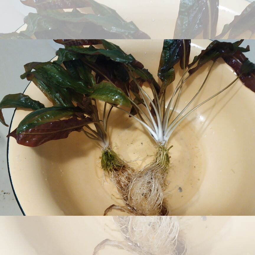 Аквариумное растение