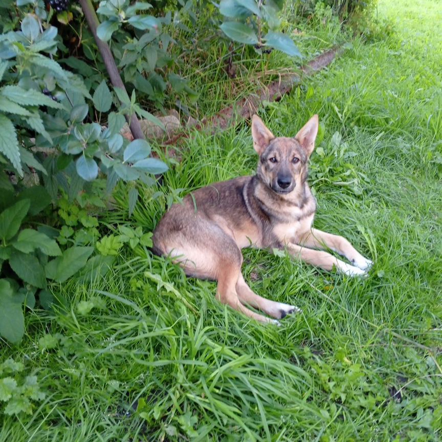 Домашние животные собаки