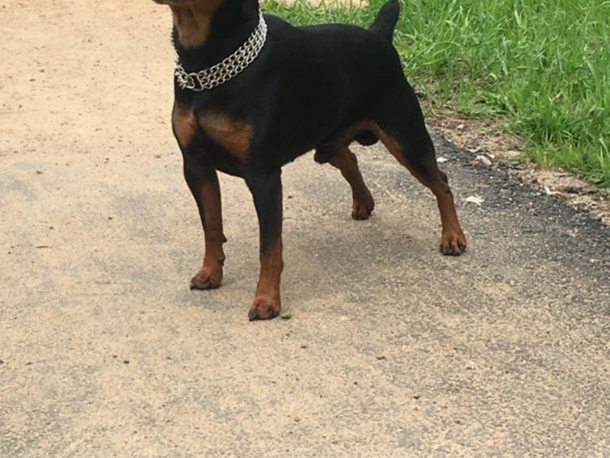 Вязка цвергпинчер