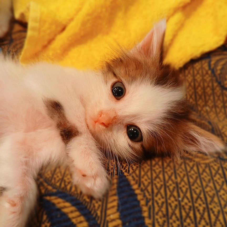 Сама милота и нежность ищет дом