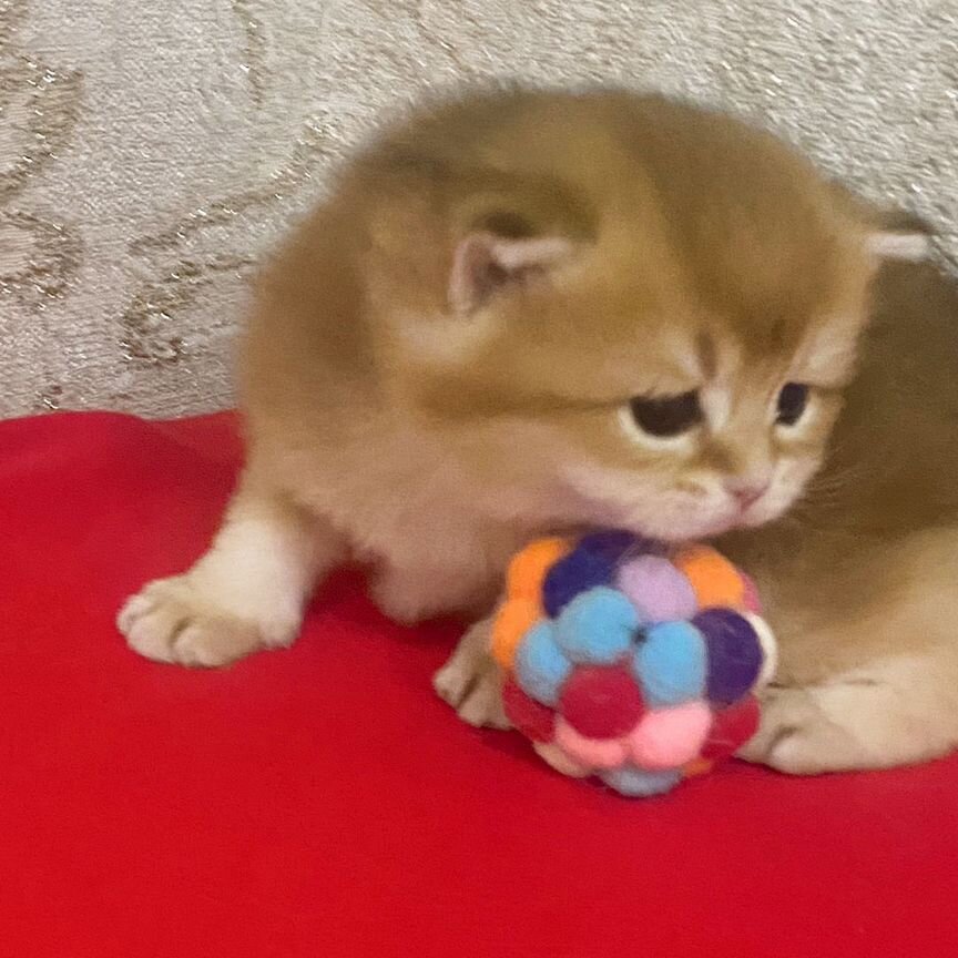 Котята золотая шиншилла