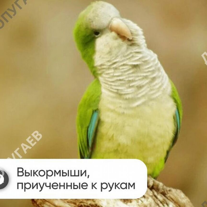 Попугай Калита монах