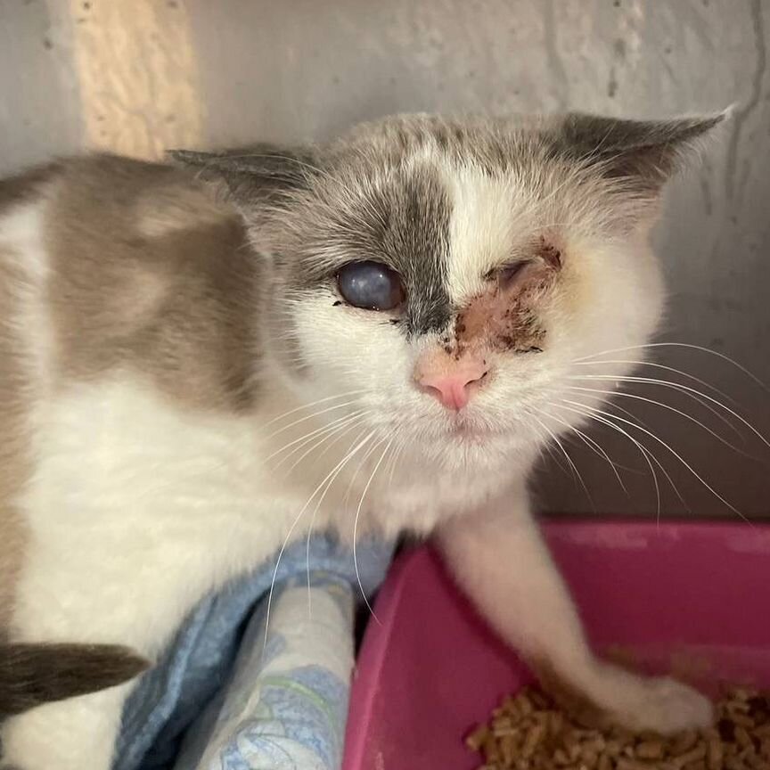 Взрослая, Девочка кошка в добрые руки