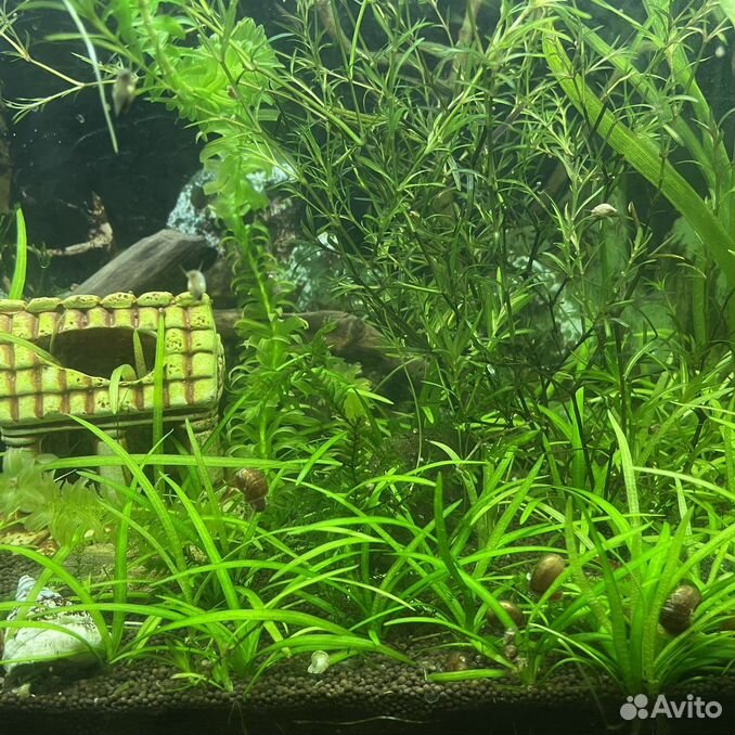 Сагиттария карликовая, Валлиснерия